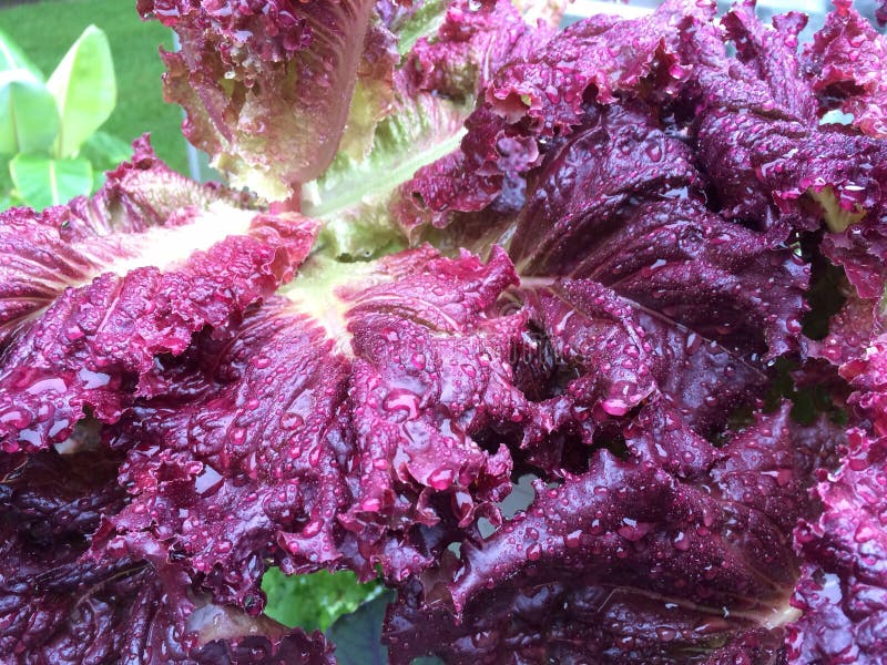 Lechuga roja de Redina imagen de archivo. Imagen de gotas - 57135163