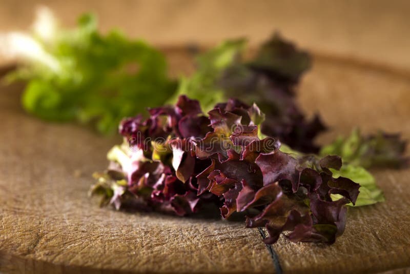 Lechuga Roja Del Rosso Del Lolo De La Hoja Imagen de archivo - Imagen ...