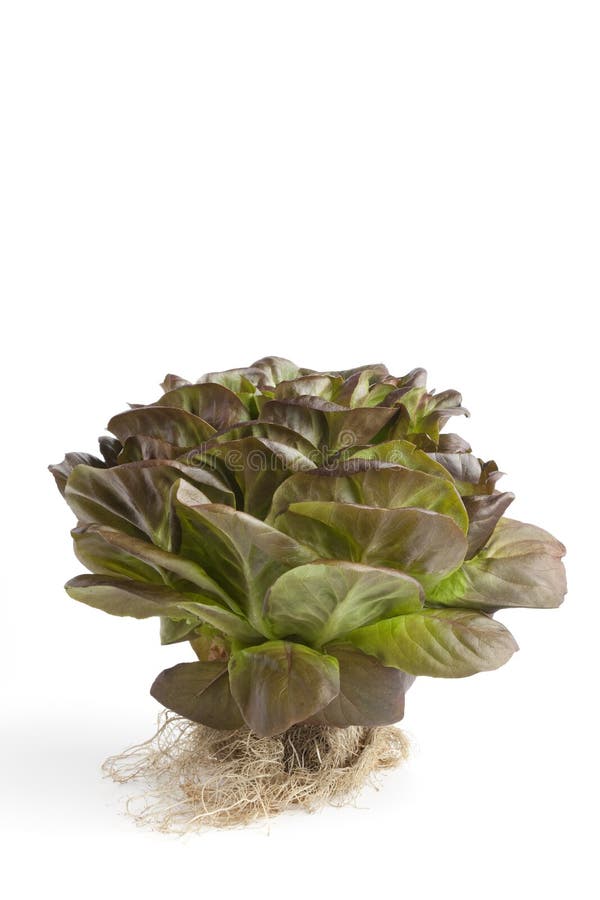 Lechuga Roja Fresca De Salanova Con Las Raíces Imagen de archivo ...