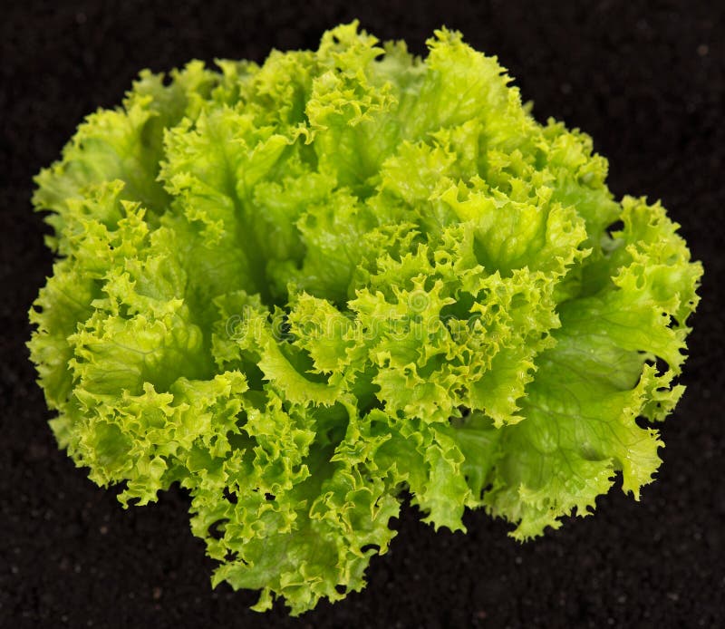 Lechuga verde foto de archivo. Imagen de primer, objeto - 56879316