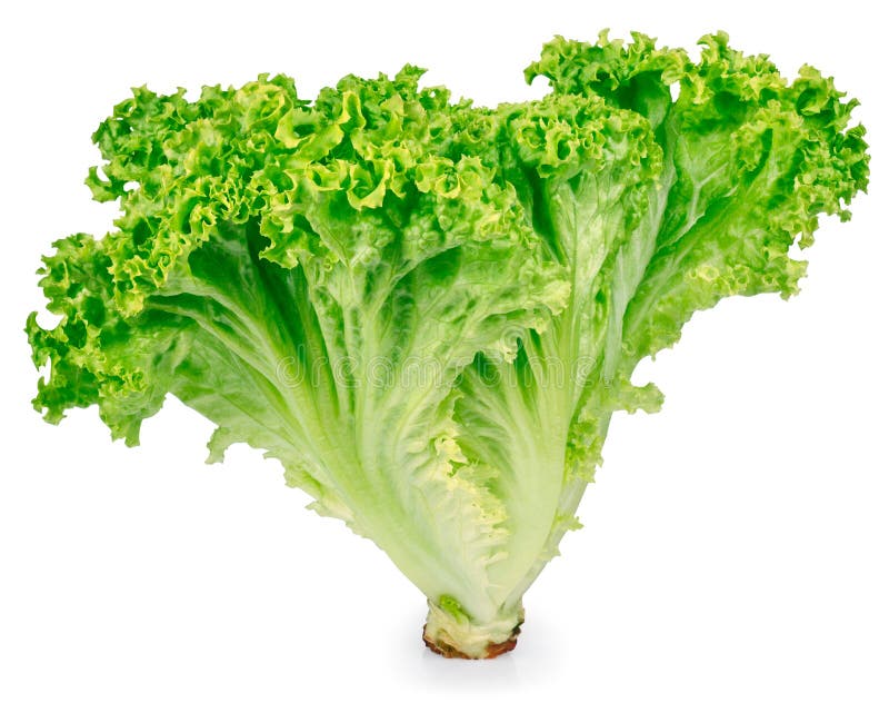Lechuga Verde Aislada En El Fondo Blanco Imagen de archivo - Imagen de ...