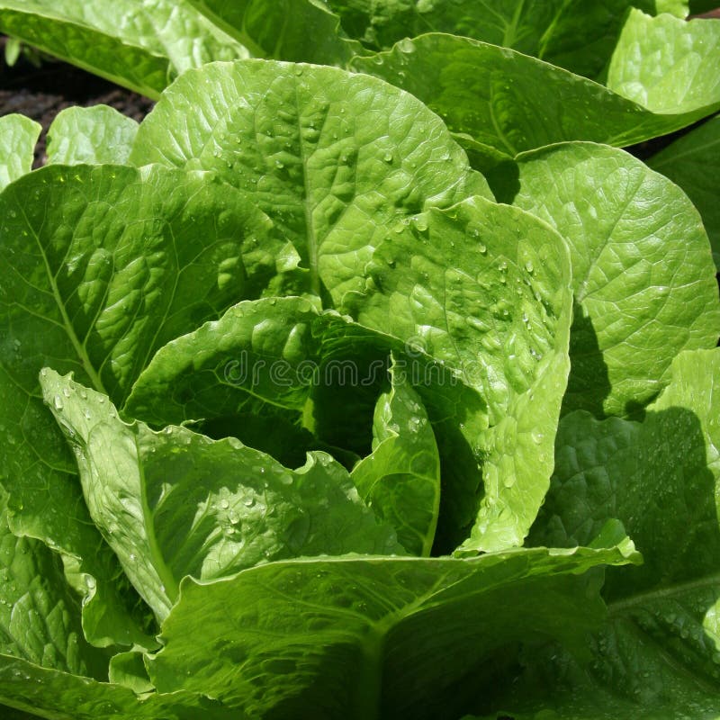 Lechuga verde quebradiza foto de archivo. Imagen de macro - 38641666