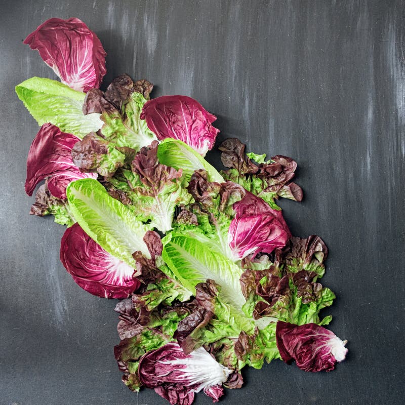 Lechugas y achicoria imagen de archivo. Imagen de resorte - 73140965