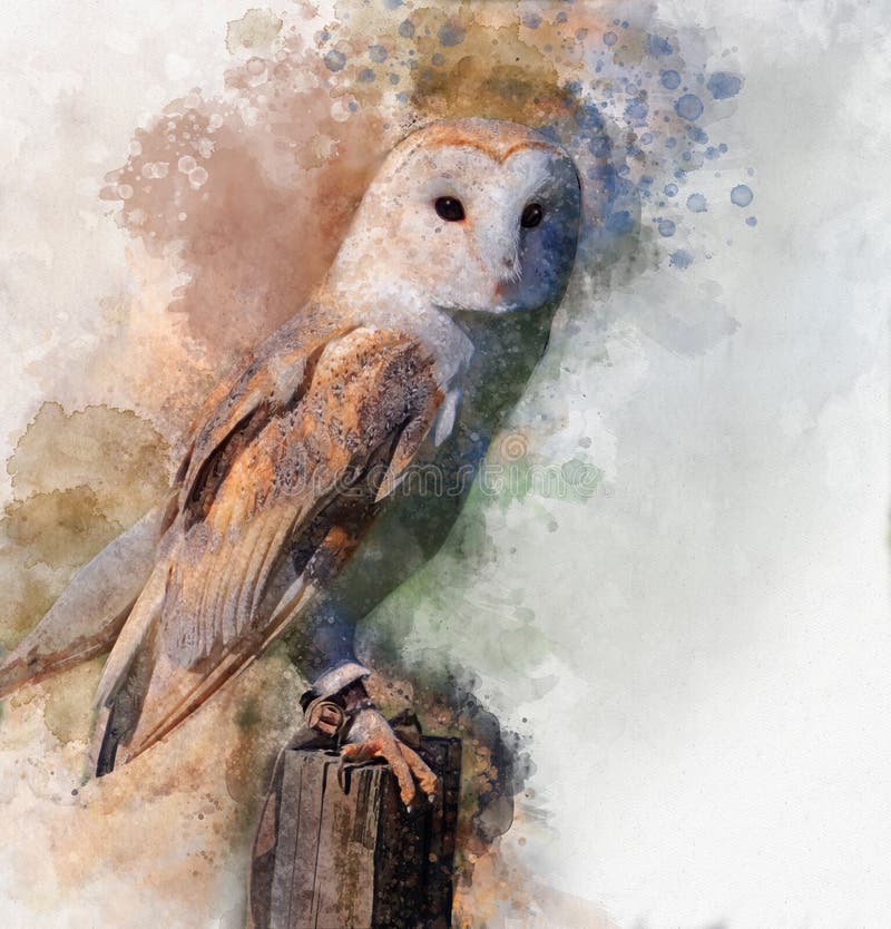 Lechuza Ilustraciones Stock, Vectores, Y Clipart – (738 Ilustraciones ...