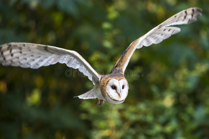 Lechuza Común En Vuelo Después De La Presa Foto de archivo - Imagen de ...