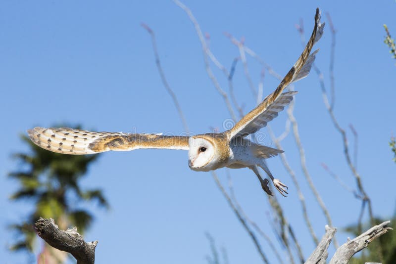 Lechuza Común En Vuelo Después De La Presa Foto de archivo - Imagen de ...