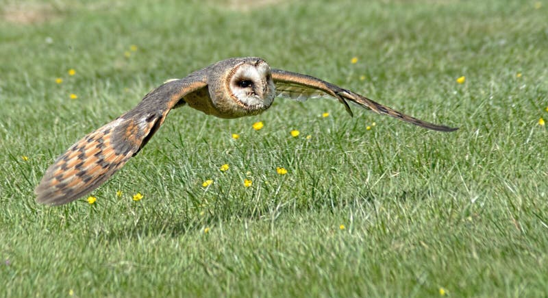 Lechuza Común En Vuelo Después De La Presa Foto de archivo - Imagen de ...