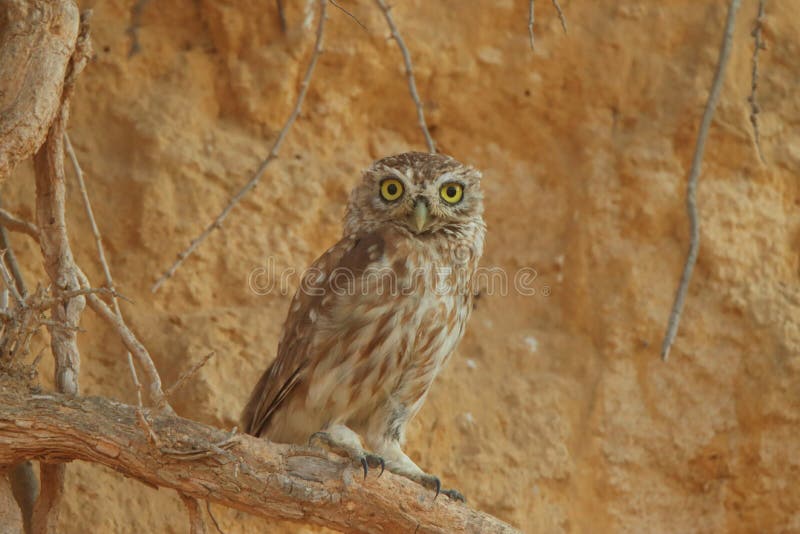 Lechuzas En Medio Del Desierto Foto de archivo - Imagen de pico, buhos ...