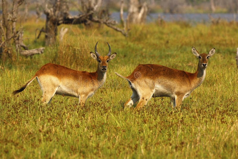 Red Lechwe Antelope stock photo. Image of deer, game - 44471852