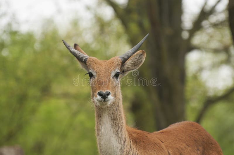 Lechwe stock image. Image of fragile, animal, mammal - 34783553