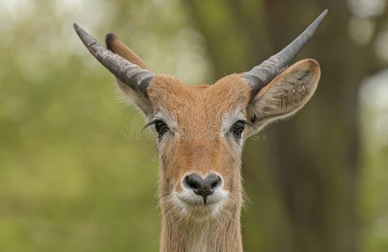Lechwe stock image. Image of fragile, animal, mammal - 34783553