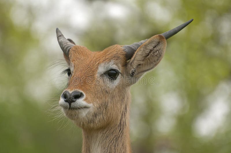Lechwe stock image. Image of quick, long, fragile, herbivorous - 35446521