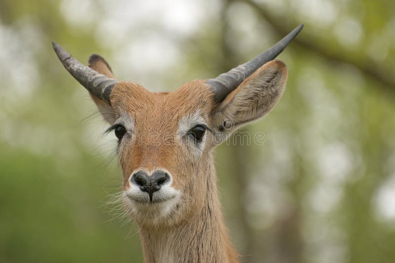 Lechwe stock image. Image of exotica, vertebrate, slender - 32386959