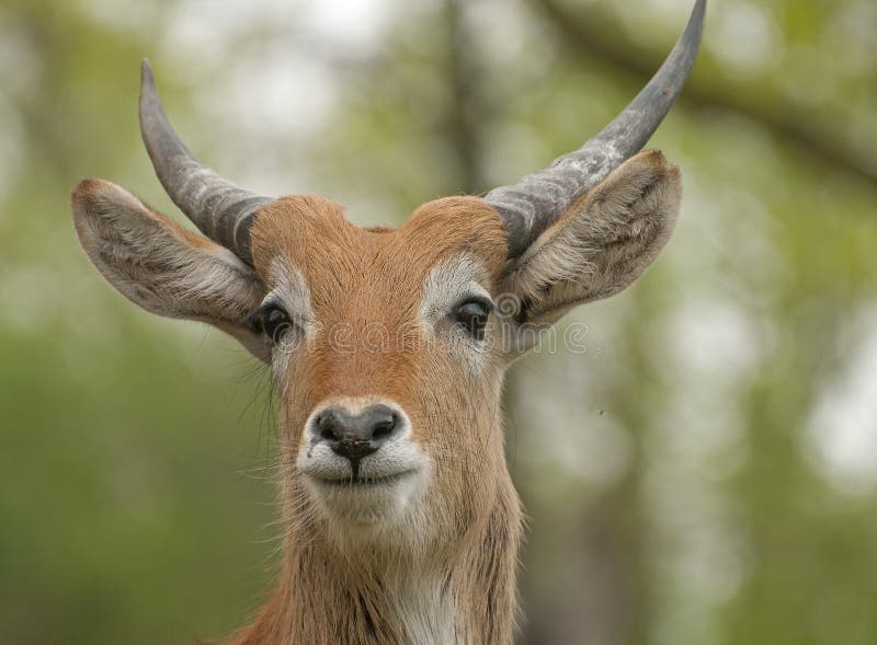 Lechwe stock image. Image of long, natural, elegant, animal - 35446545