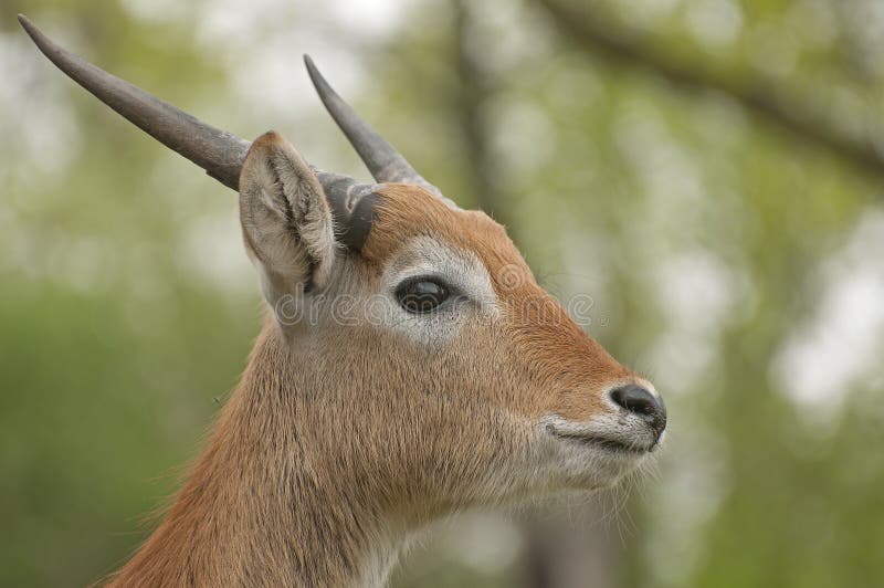 Lechwe stock image. Image of exotica, vertebrate, slender - 32386959
