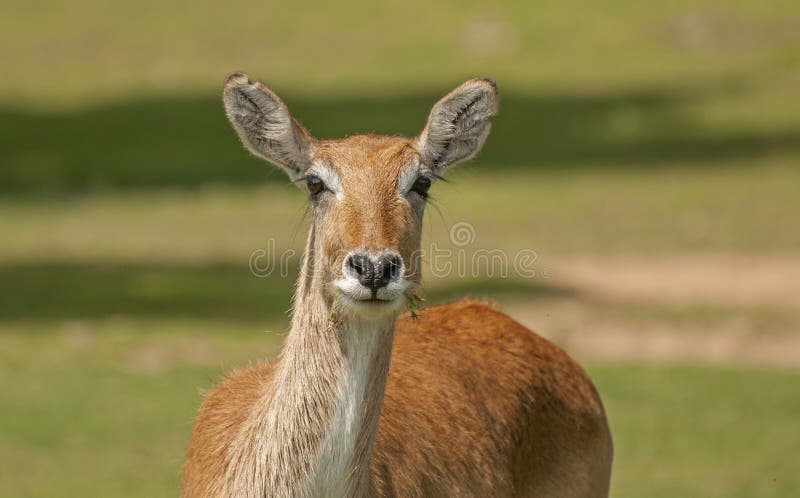 Lechwe stock photo. Image of herbivorous, wild, furry - 31883236