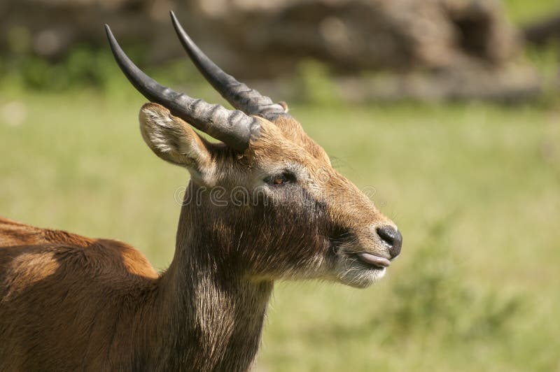 Lechwe stock image. Image of exotica, vertebrate, slender - 32386959