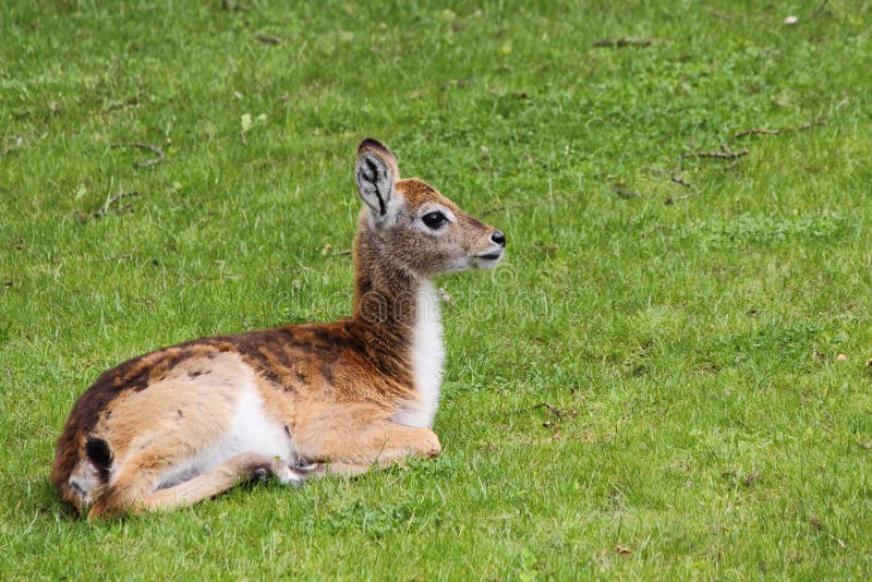 Lechwe stock photo. Image of antelope, animal, kobus - 31352746