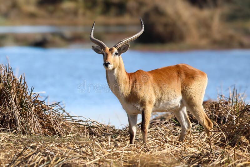 Lechwe Ram Stock Photos - Free & Royalty-Free Stock Photos from Dreamstime