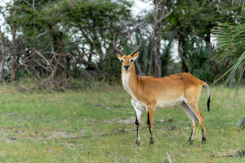 Lechwe in Mahango National Park in the Caprivistrip of Namibia Stock ...
