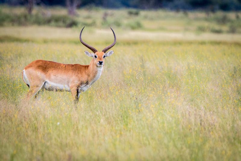 A Lechwe Starring at the Camera. Stock Photo - Image of fauna, delta ...