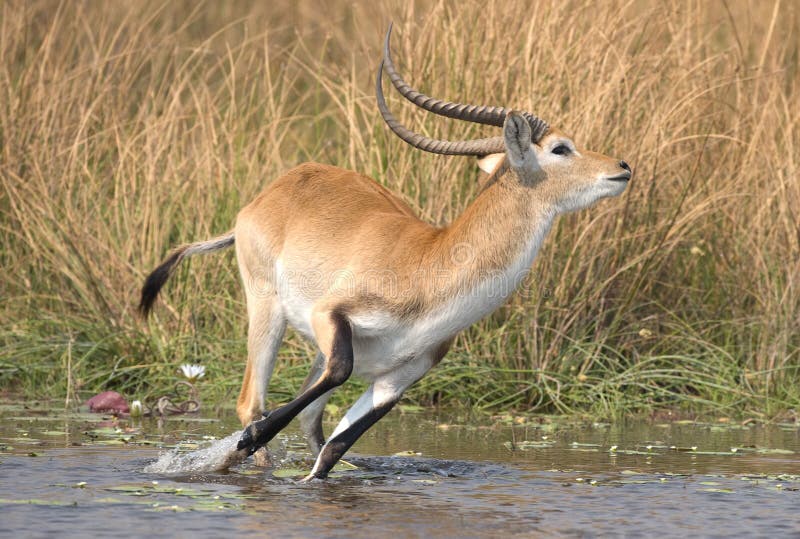 Lechwe in the Swamp Lands of Botswana. Stock Photo - Image of wildlife ...