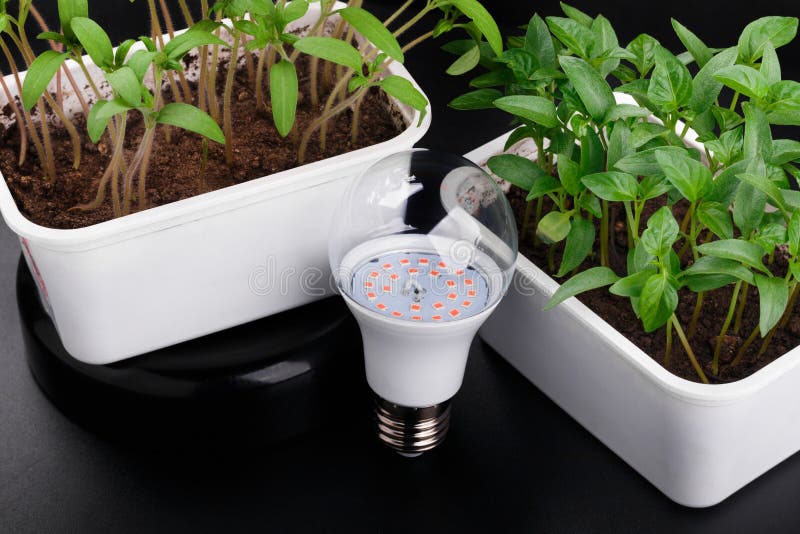 LED Bulb and Growing Sprouts. High Angle View. Stock Photo - Image of ...