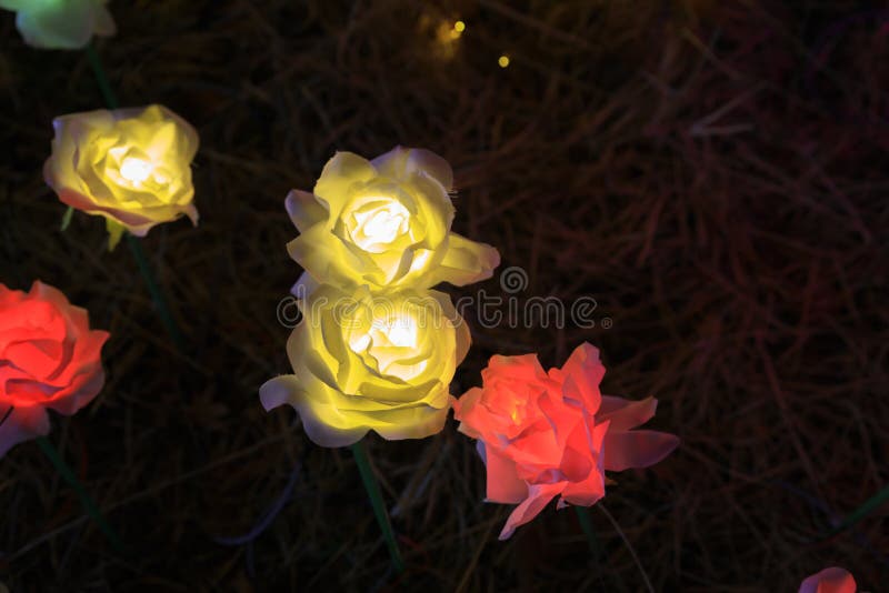 3,559 Rose Garden Night Stock Photos - Free & Royalty-Free Stock Photos ...