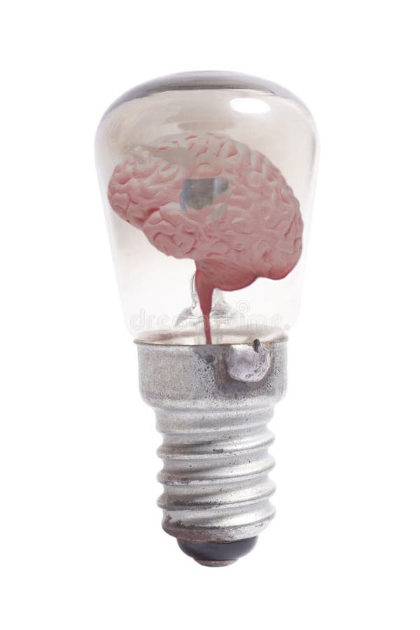 Human Brain Anatomical Model Closeup. Stock Photo - Image of human ...