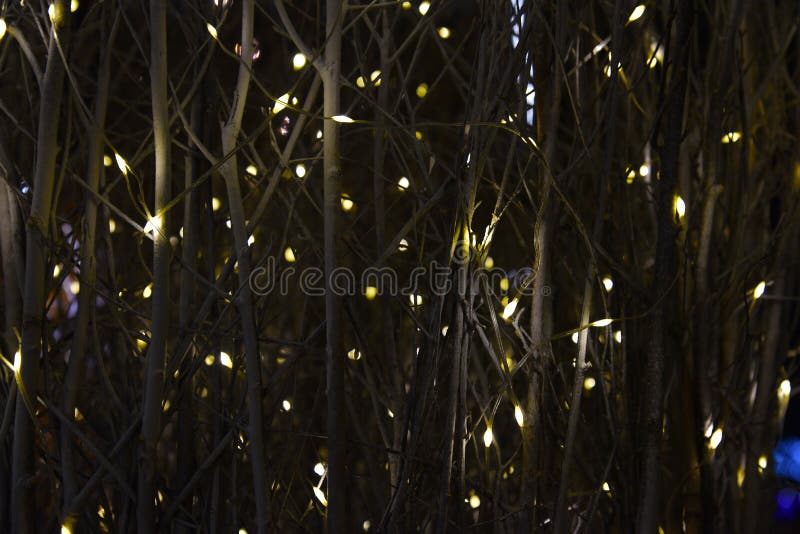 LED Lamps on Wooden Branches. Night Illumination of Lamps and ...
