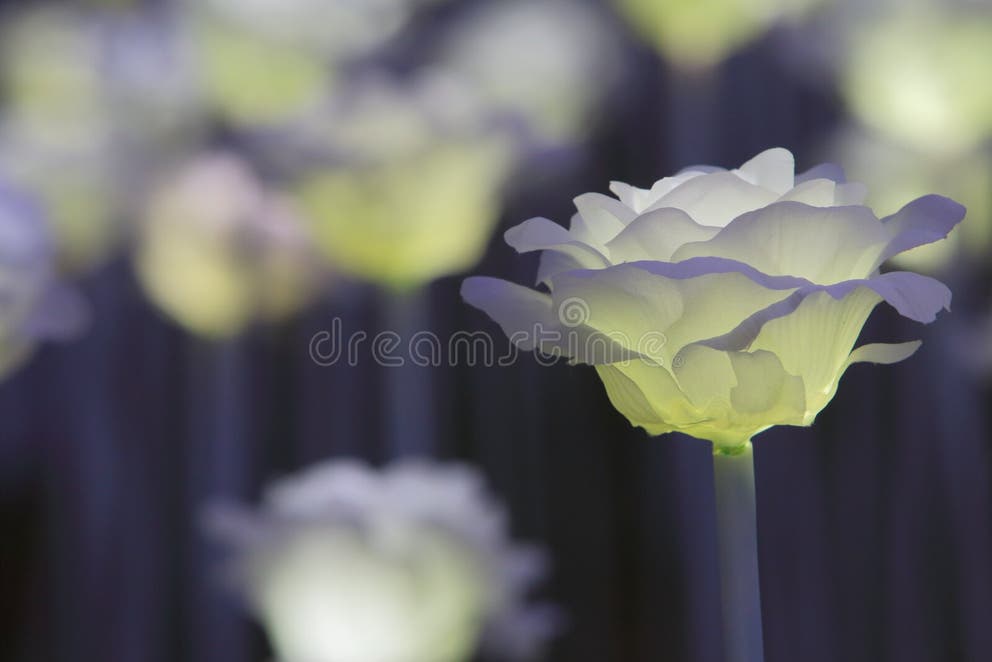 LED Light Rose editorial photography. Image of park, garden - 66621782