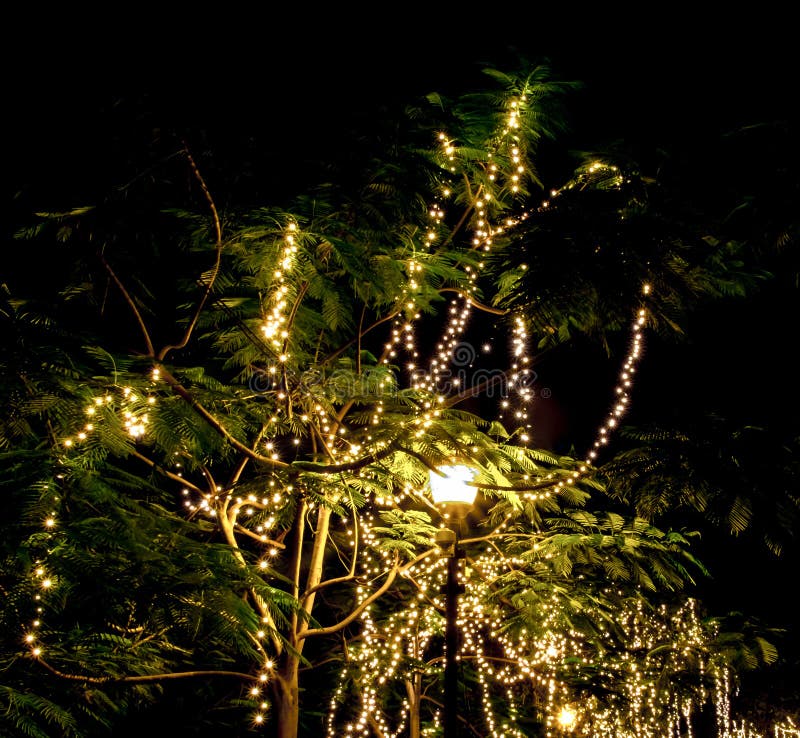 Led light on tree at night stock image. Image of light - 63719965