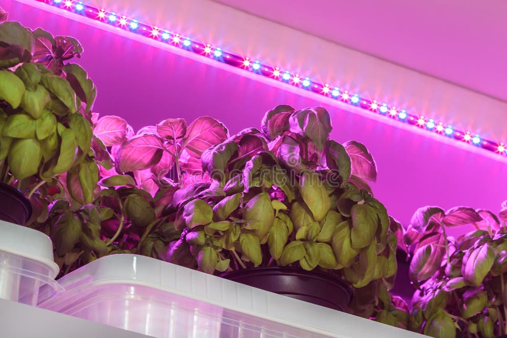 LED Lighting Used To Grow Basil Inside a Warehouse Stock Photo - Image ...