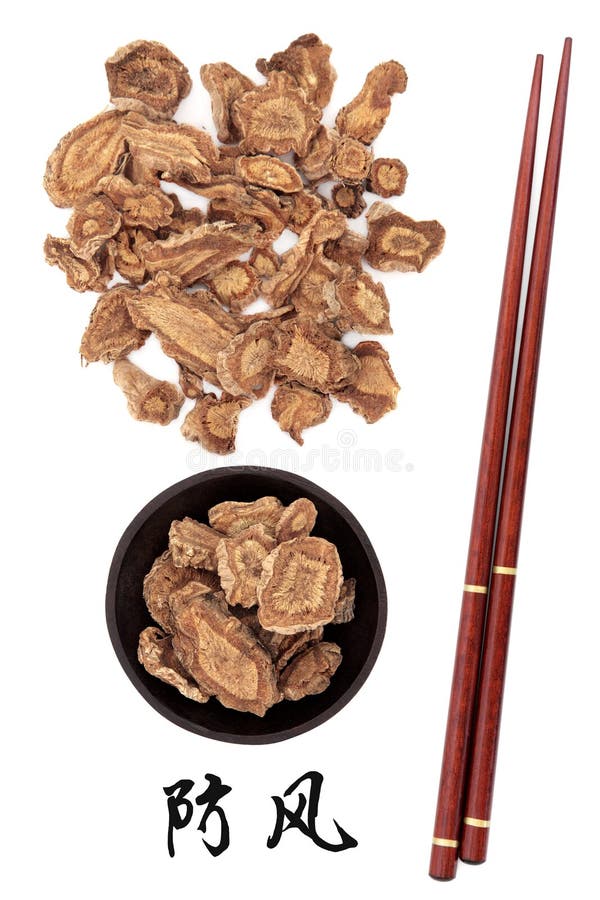 Ledebouriella Root Herb stock image. Image of natural - 20850891