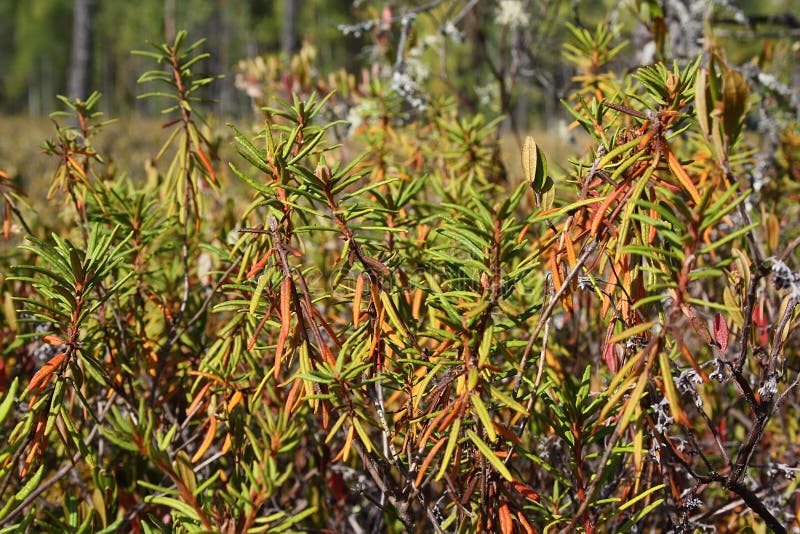 Labrador tea stock image. Image of flower, tree, plant - 2179297