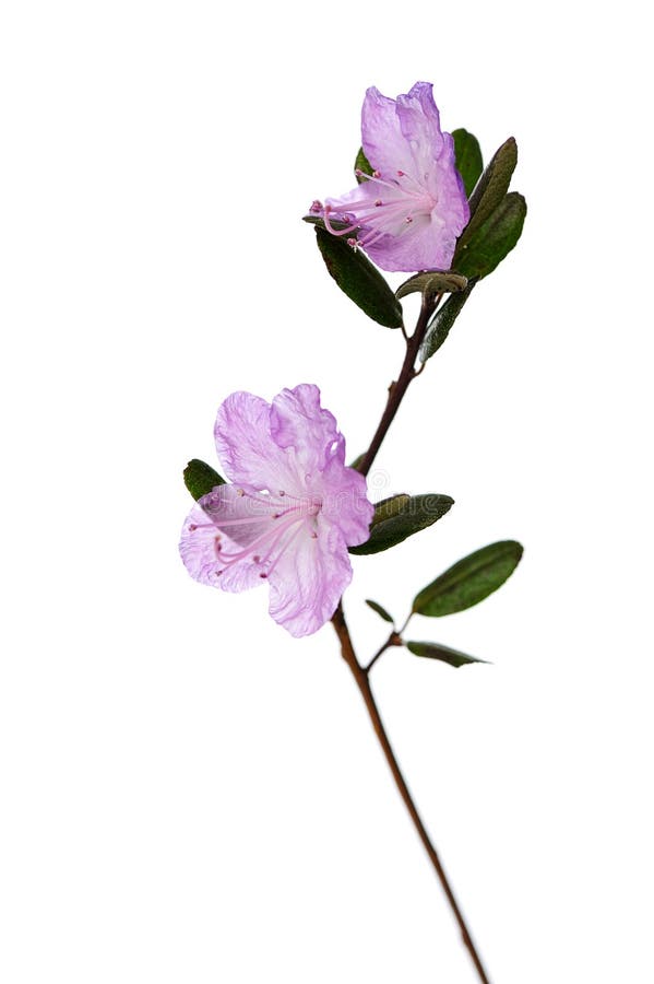 Ledum Bush in a Forest Glade Stock Photo - Image of shiny, medicinal ...