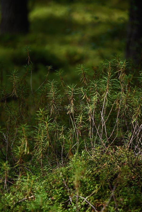 Ledum plant close up stock image. Image of lake, ledum - 226646307