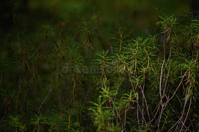 Ledum plant close up stock photo. Image of nature, natural - 226646350