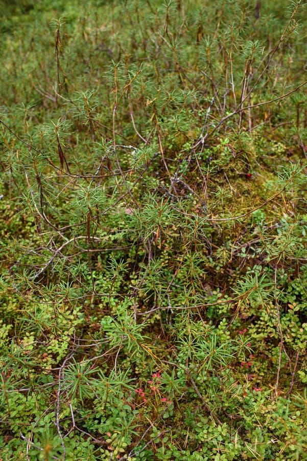 Ledum plant close up stock photo. Image of marsh, green - 228066552