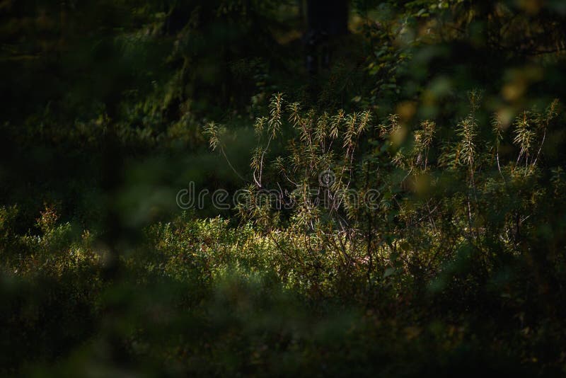 Ledum plant close up stock image. Image of ledum, enchanting - 228519043