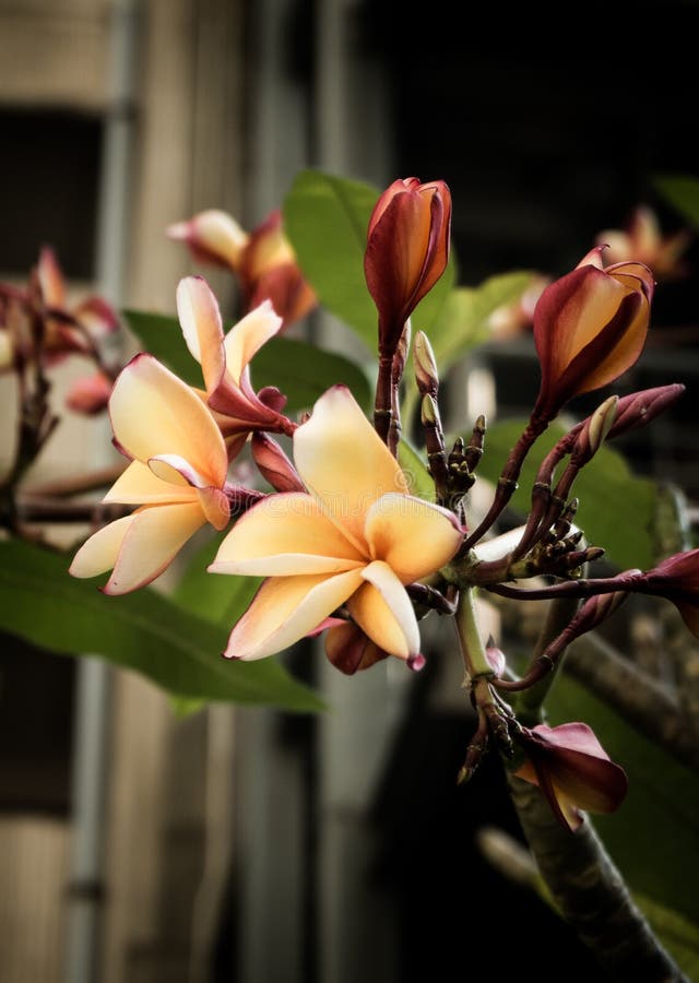 Lee la wa dee Flower stock photo. Image of orange, flower - 74357008