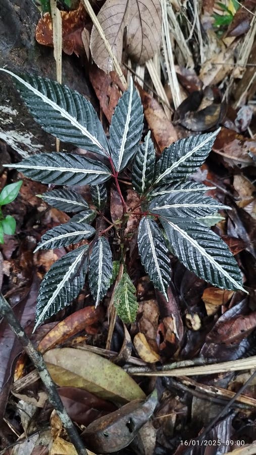 Amabillis Stock Photos - Free & Royalty-Free Stock Photos from Dreamstime