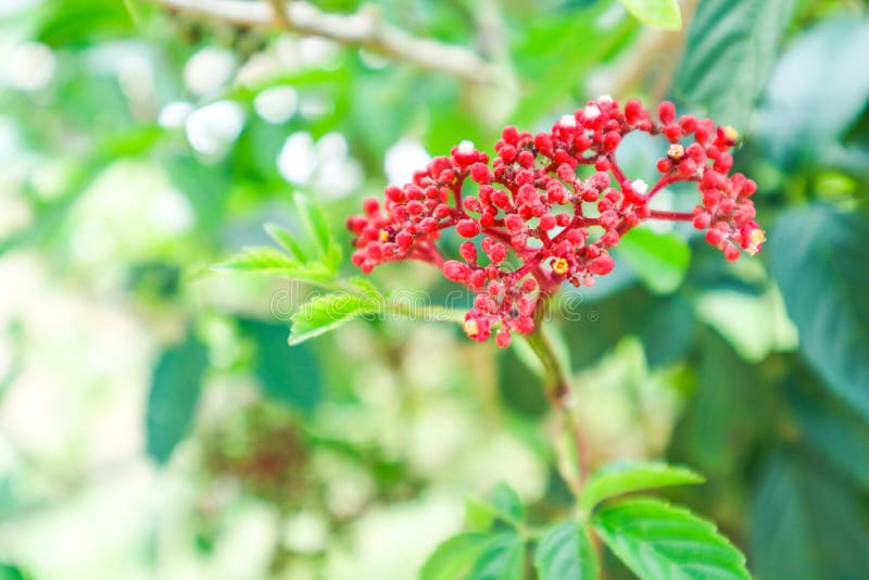 Leea Rubra Tem a Semente Vermelha Pequena E a Flor Branca Foto de Stock ...