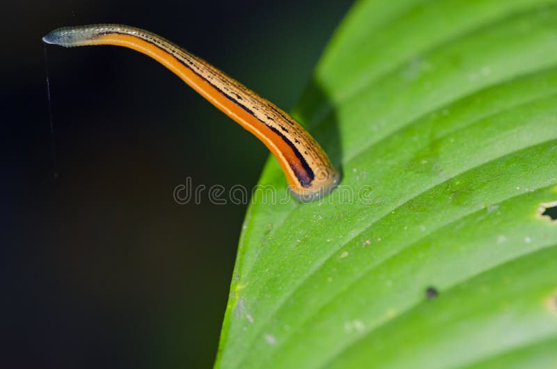 Leech stock photo. Image of suck, leech, macrophotography - 27712108