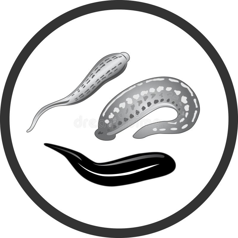 Leech Stock Illustrations – 629 Leech Stock Illustrations, Vectors ...