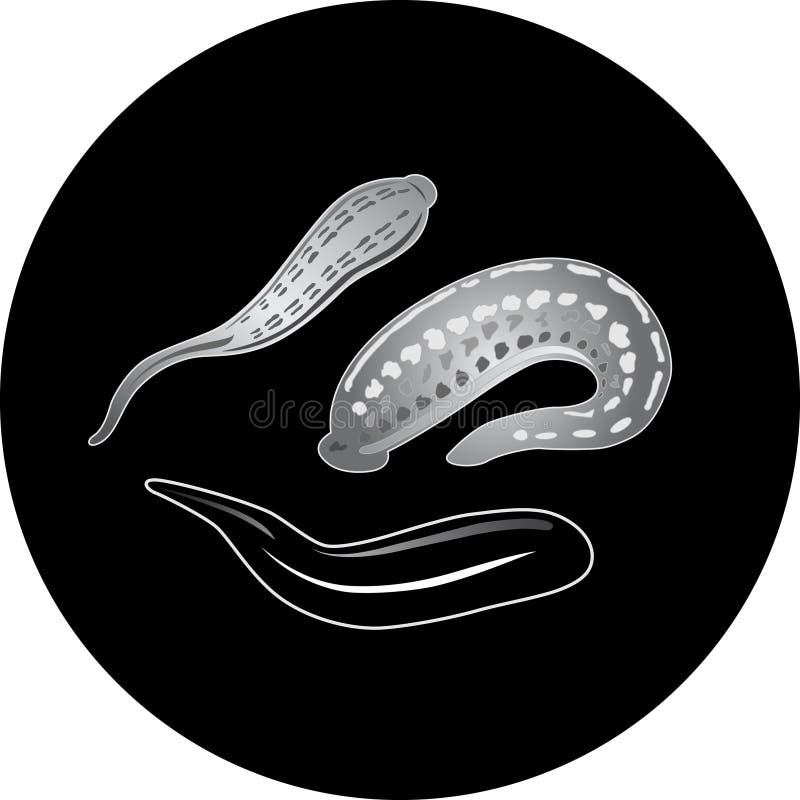Leech Stock Illustrations – 631 Leech Stock Illustrations, Vectors ...
