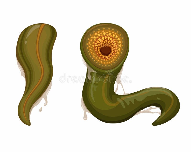 Leech Animal Species Character Set Cartoon Illustration Vector Stock ...
