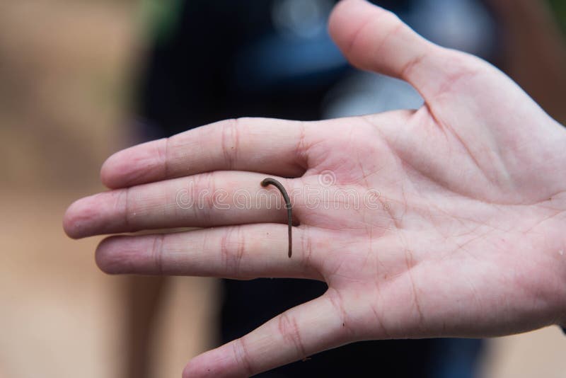Leech biting human hand stock photo. Image of health - 58050304