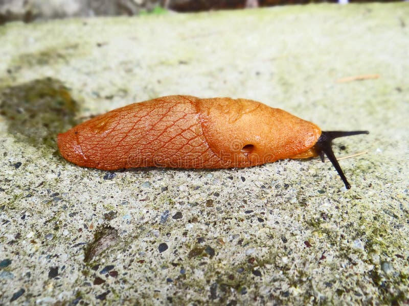 Leech the bloodsucker worm stock photo. Image of bloodletting - 129923276
