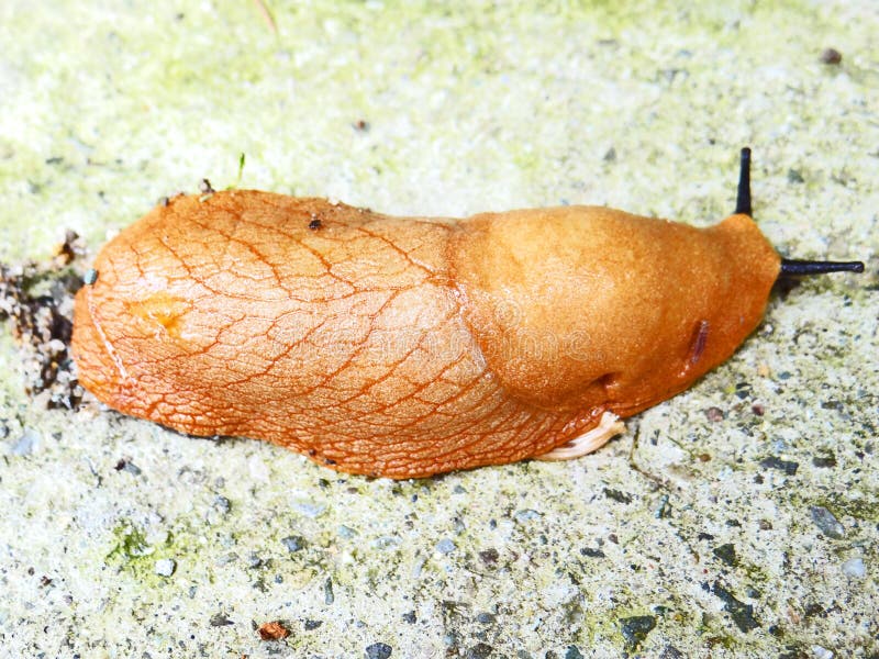 Leech the bloodsucker worm stock image. Image of lapse - 129923147